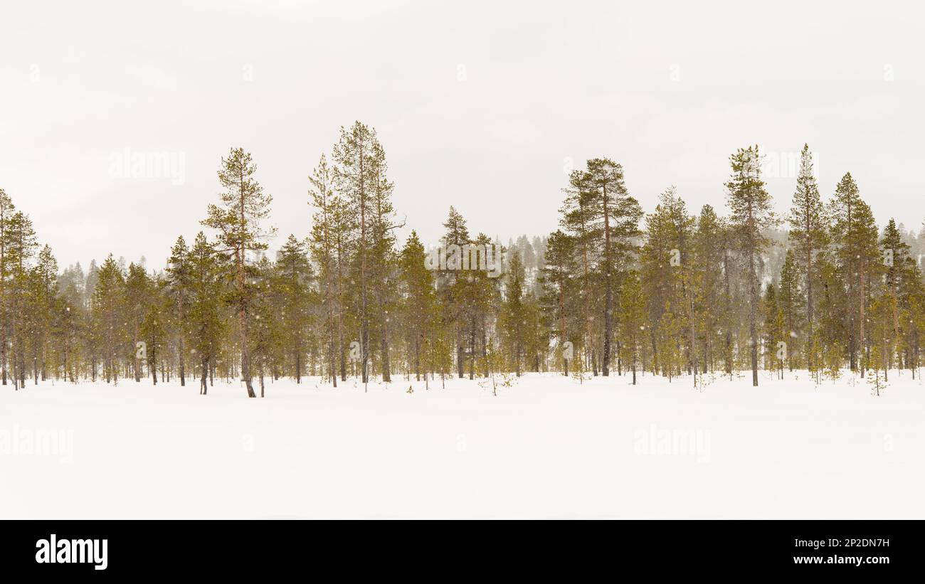 Beautiful landscape snowing over a forest in Lapland. Finland Stock ...