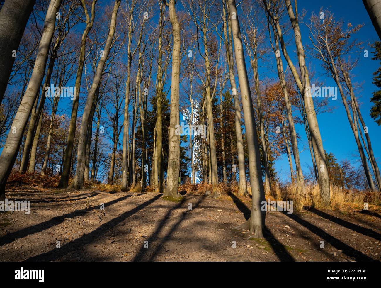 Beautiful shadows of trees created by the sun. Clear sky Stock Photo ...