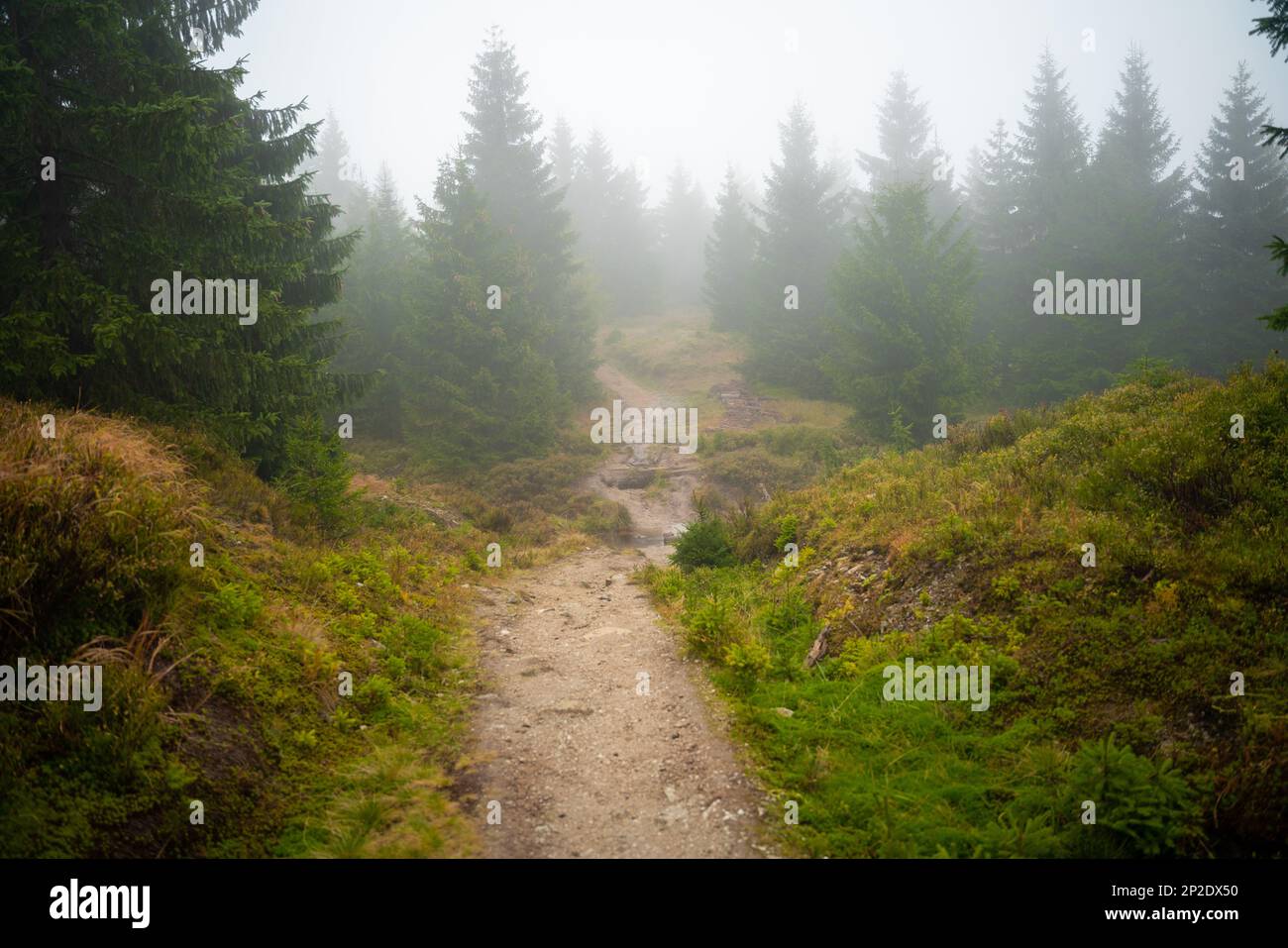 View of the mountain trail during wet autumn weather. Polish mountains ...