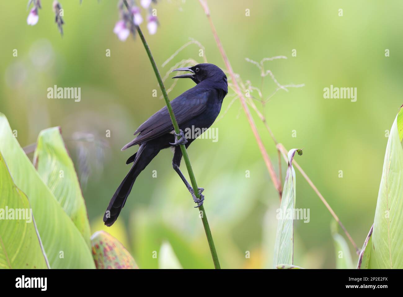 Boat Tailed Grackle Peaceful Waters Sanctuary Florida USA Stock Photo ...