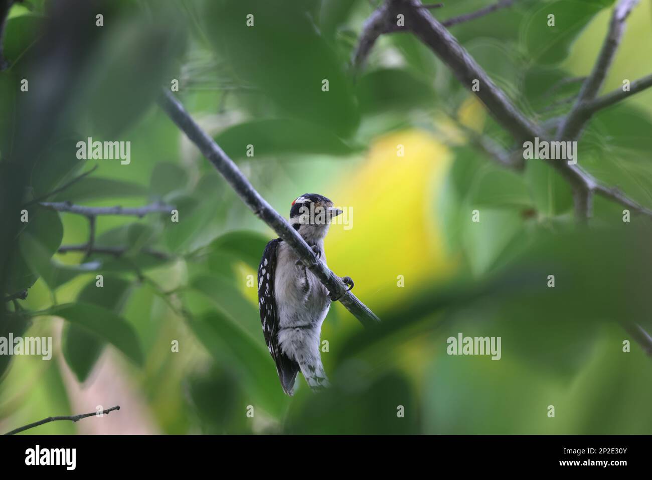hairy woodpecker (Leuconotopicus villosus) Peaceful Waters Sanctuary ...