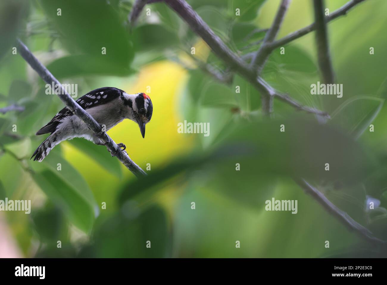hairy woodpecker (Leuconotopicus villosus) Peaceful Waters Sanctuary ...