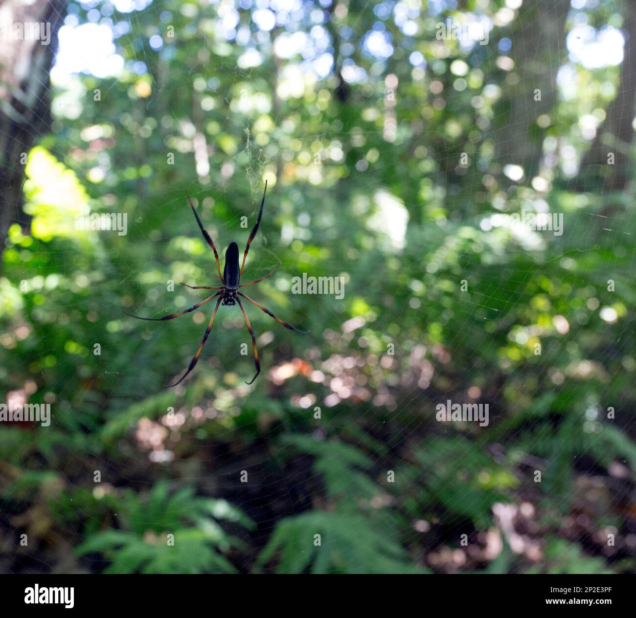 View of red legged golden orb weaver spider in Seychelles Stock Photo ...