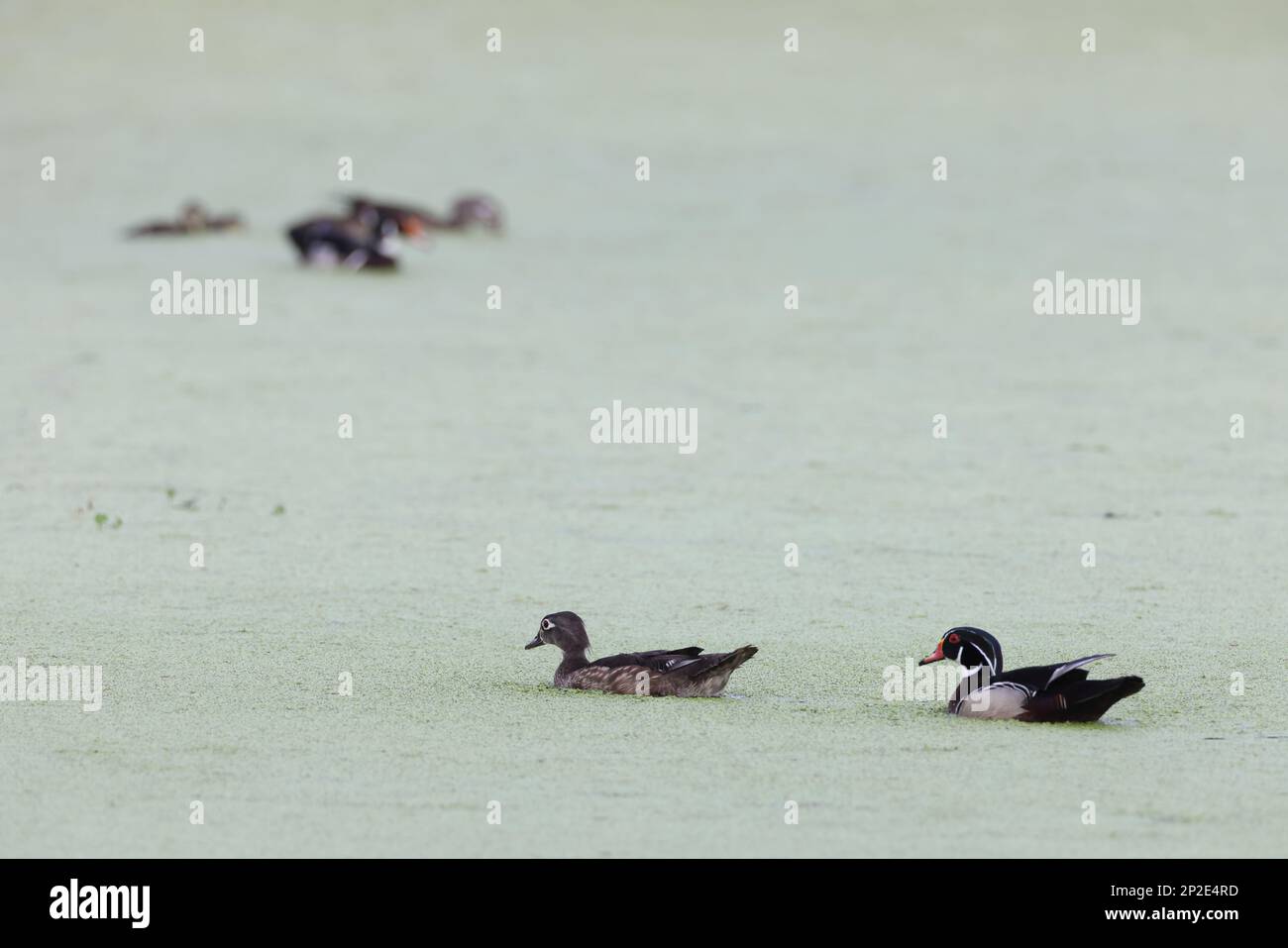 wood duck or Carolina duck (Aix sponsa) Peaceful Waters Sanctuary ...