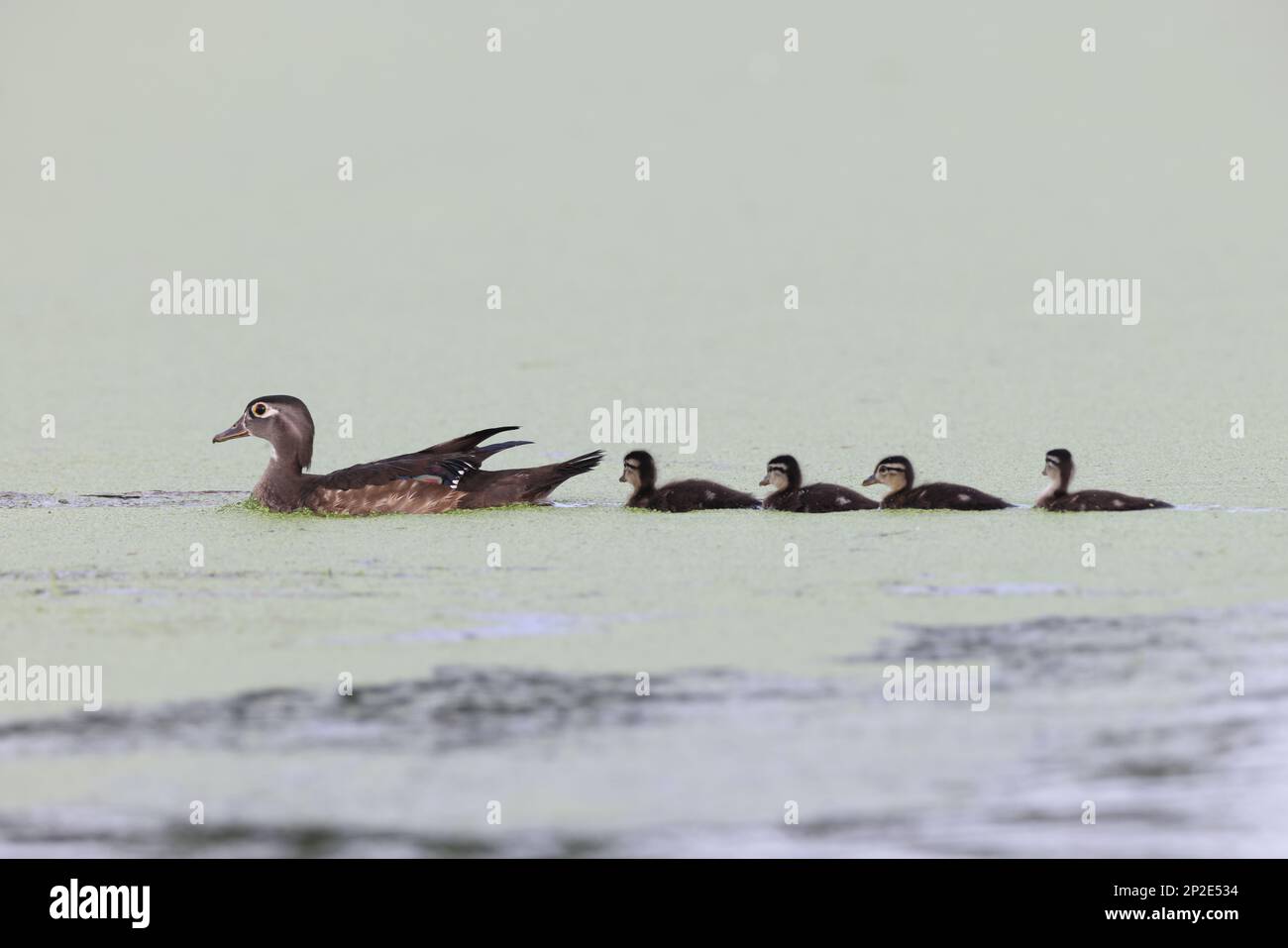 wood duck or Carolina duck (Aix sponsa) Peaceful Waters Sanctuary ...