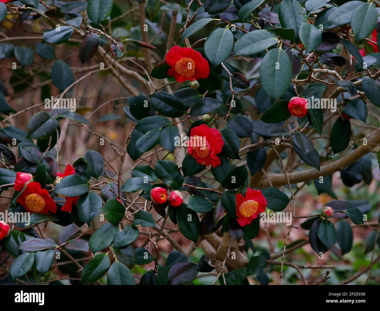 Closeup of the red flowers of the winter flowering evergreen garden ...