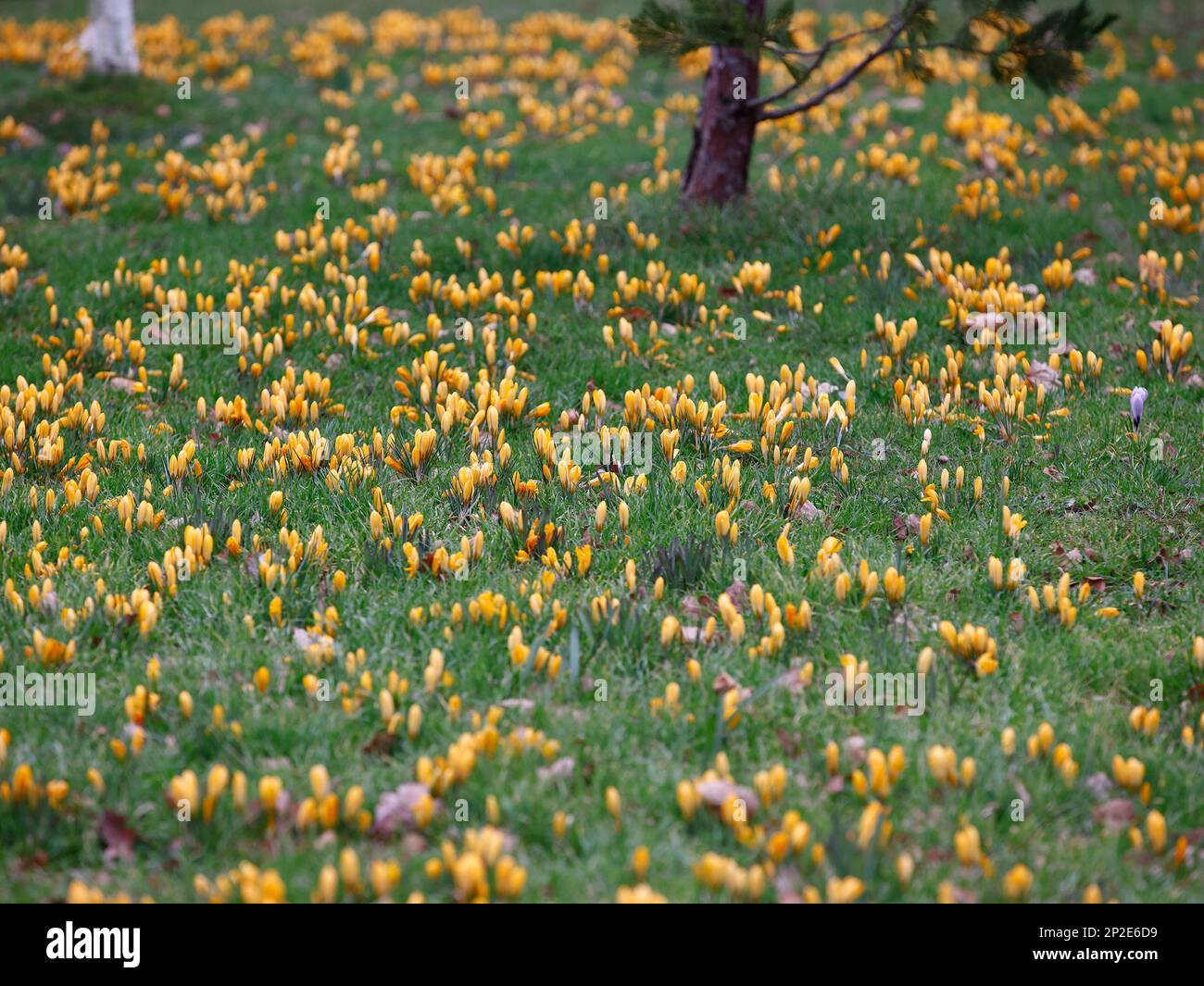 Closeup of the winter flowers of the Large Dutch Crocus Golden Yellow ...