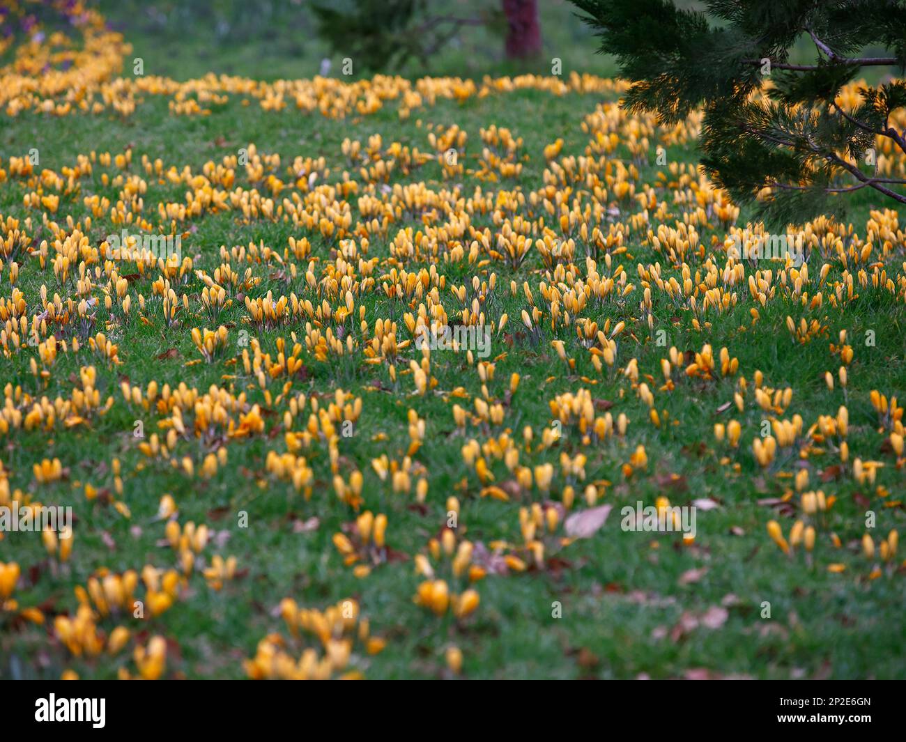 Closeup of the winter flowers of the Large Dutch Crocus Golden Yellow ...
