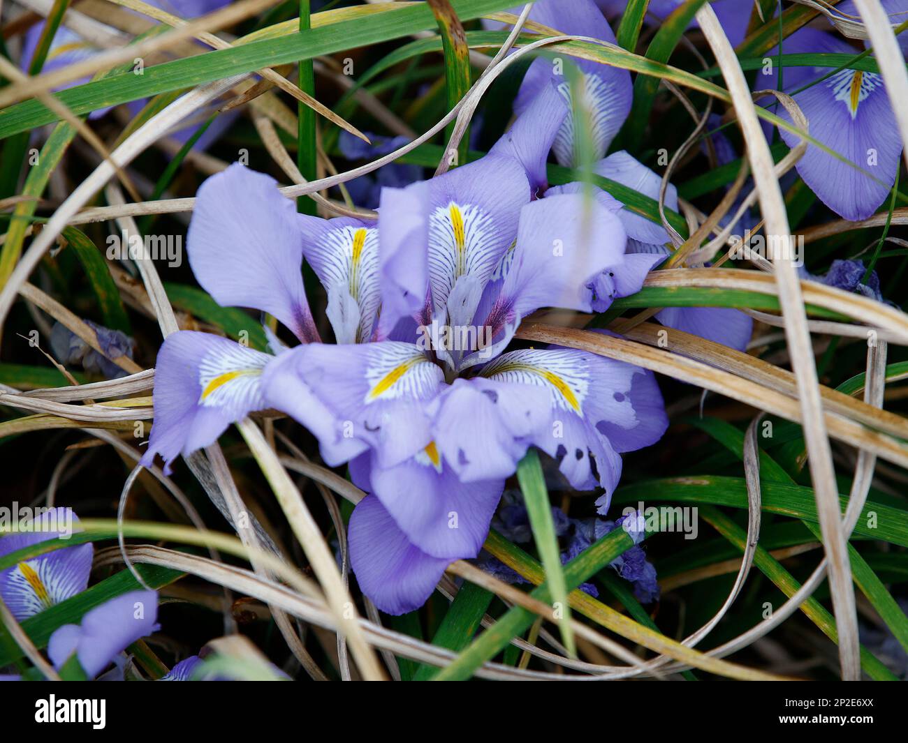 Closeup of the blue flowering garden plant Iris unguicularis or ...