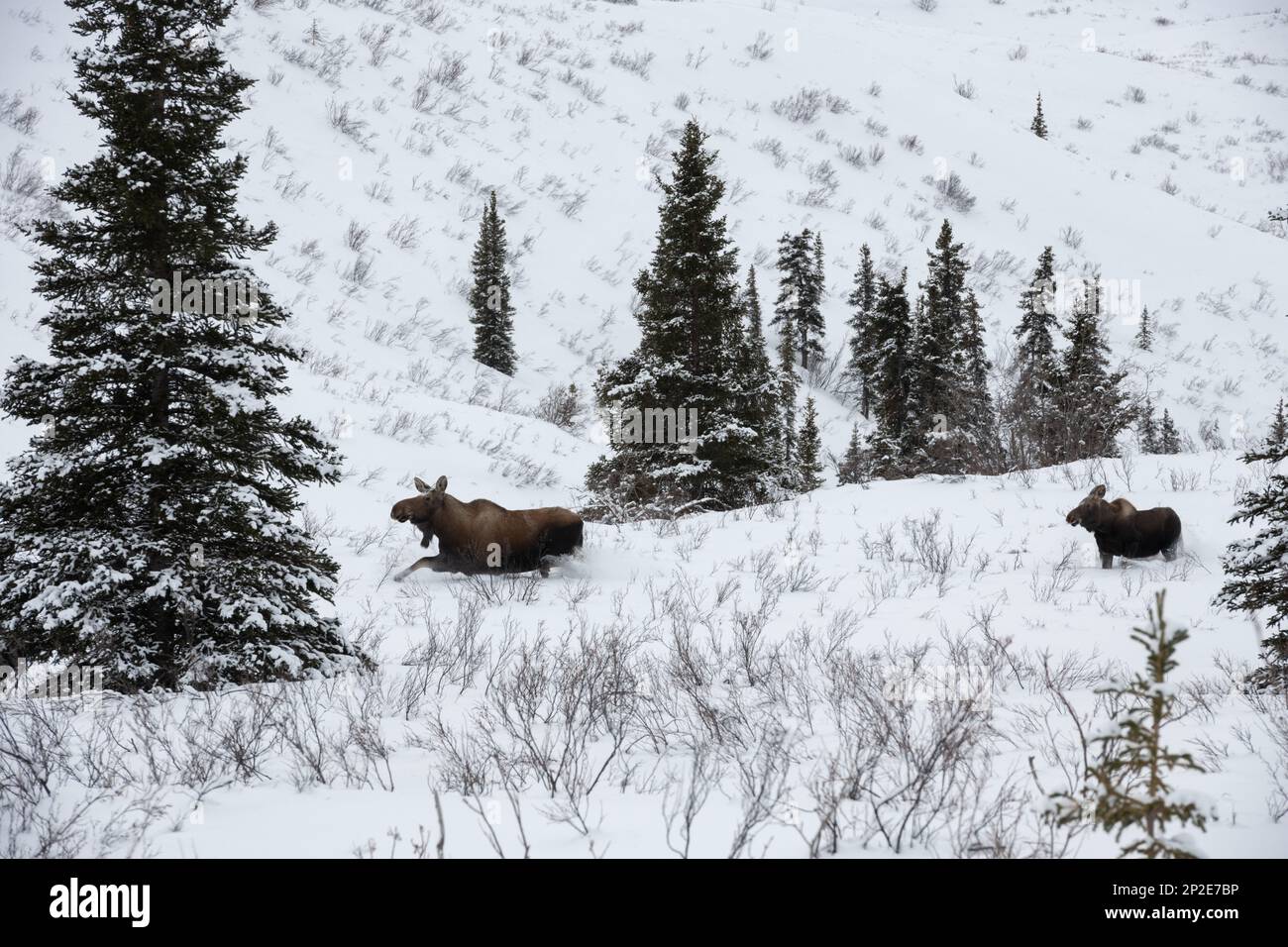 A moose cow and calf observe U.S. Air Force tactical air control party ...