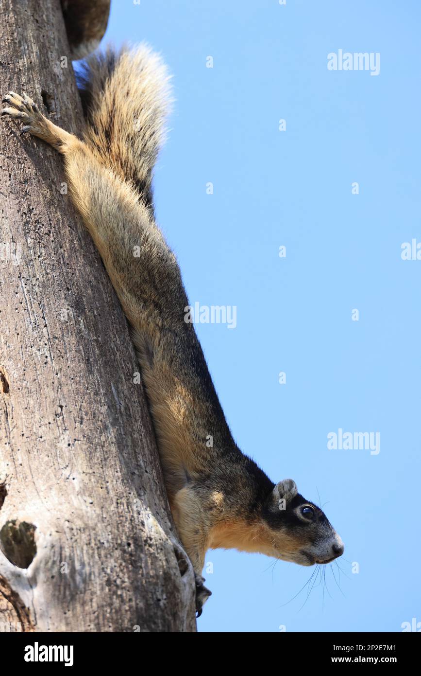 Sherman's fox squirrel Six Mile Cypress Slough Preserve Florida Stock ...