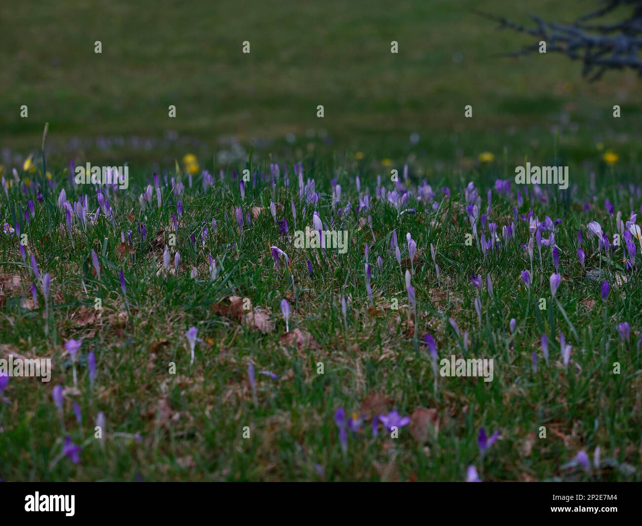 Closeup of blue flowers of winter flowering garden crocuses seen ...