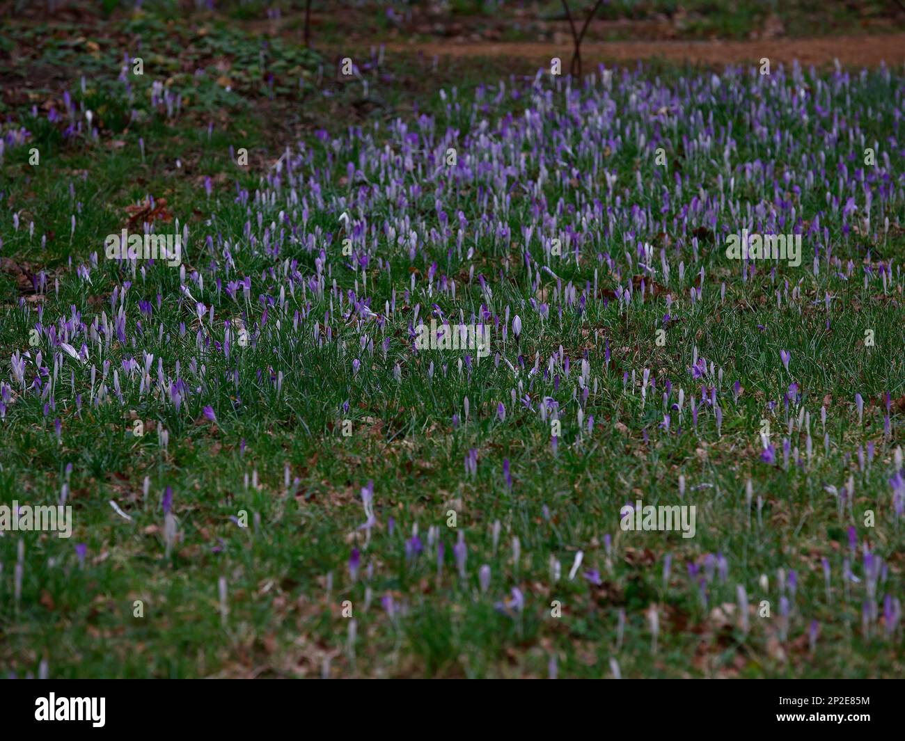 Easy to grow crocus hi-res stock photography and images - Alamy