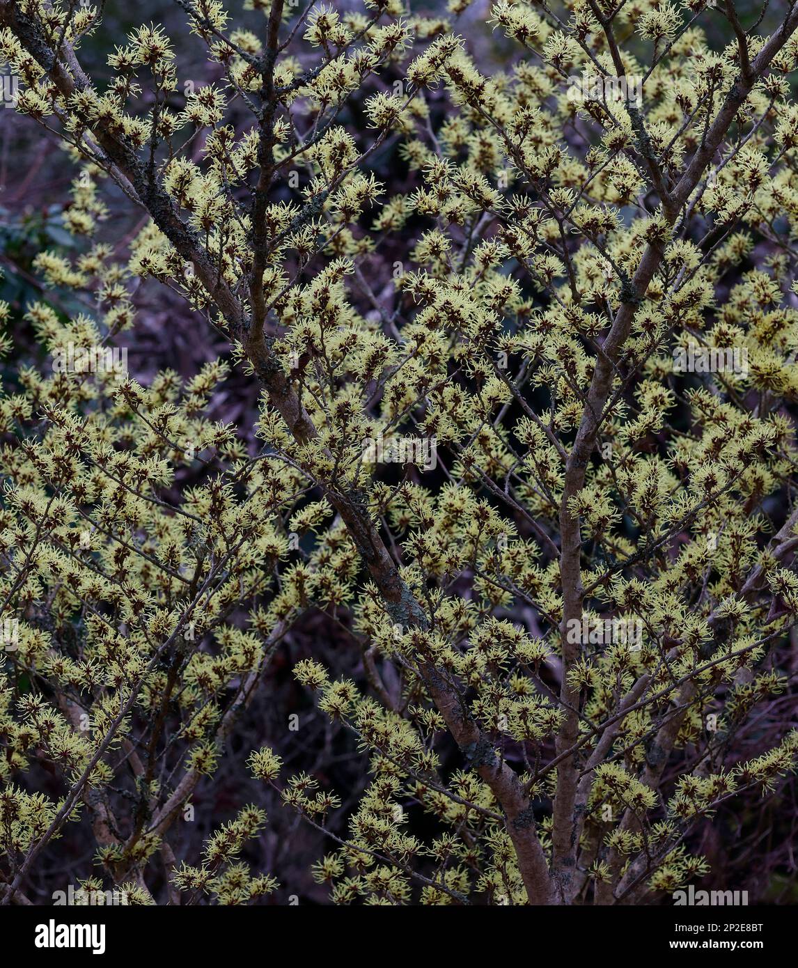 Closeup of the small yellow flowers seen growing on the garden shrub ...