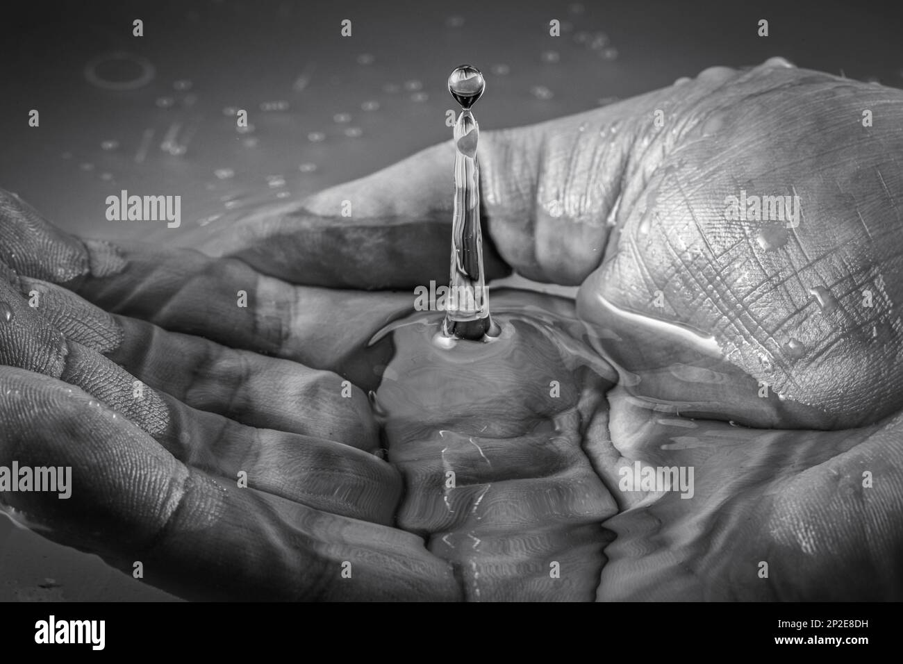 Macro photography water drops photographed with Pluto trigger Stock ...