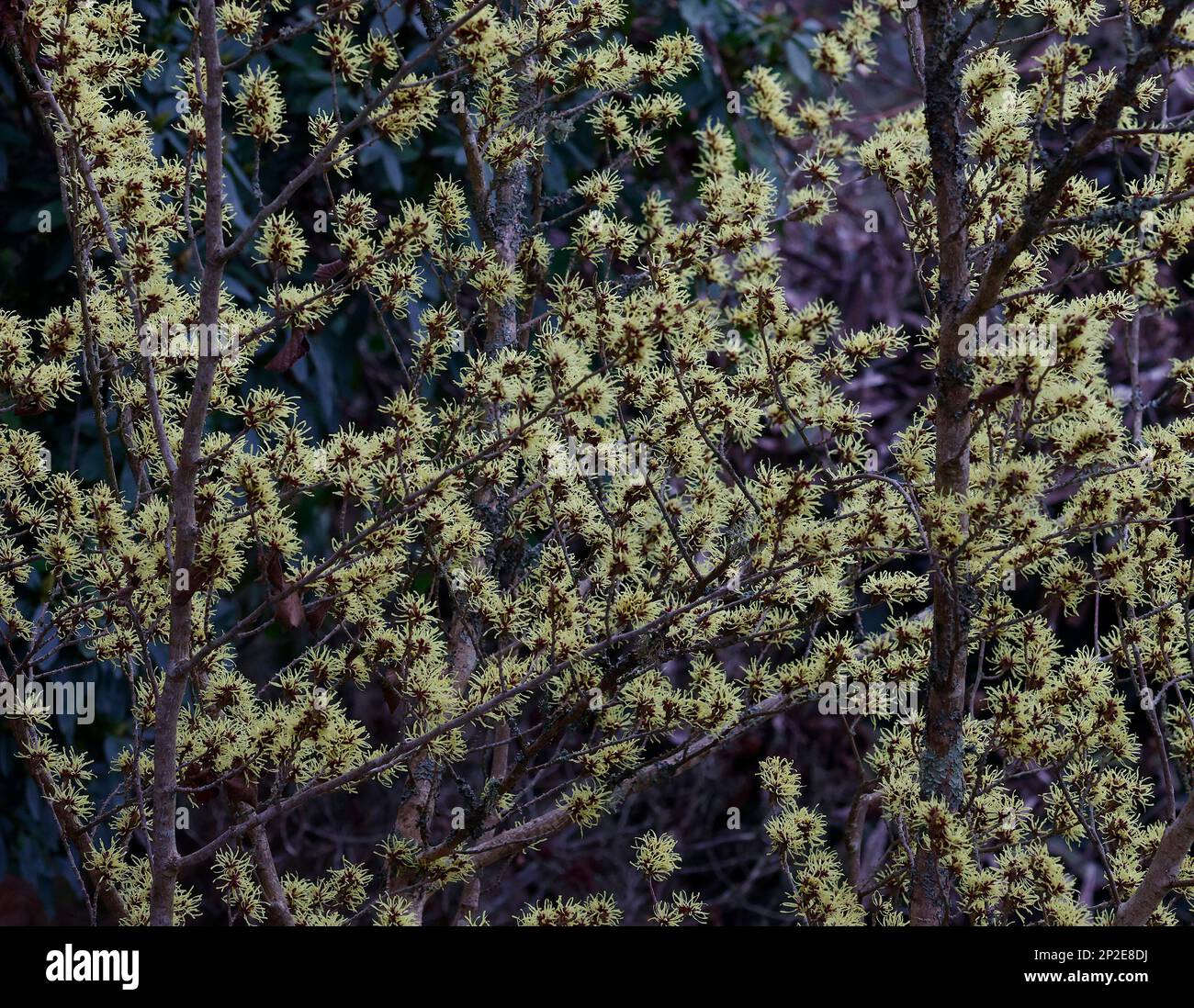 Closeup of the small yellow flowers seen growing on the garden shrub ...