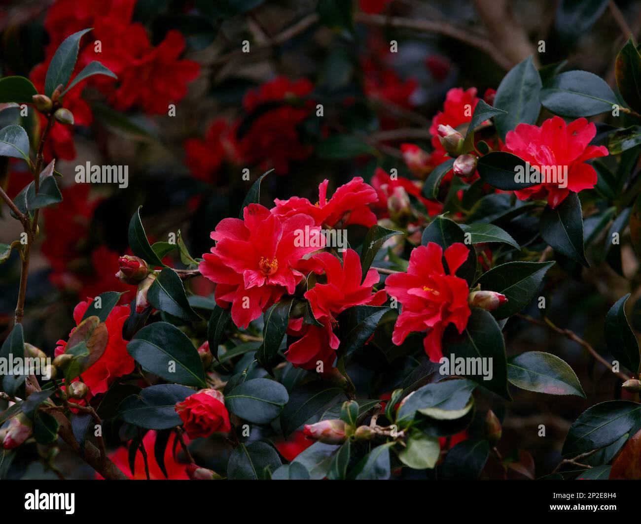 Closeup of the red flowers of the evergreen garden plant Camellia ...