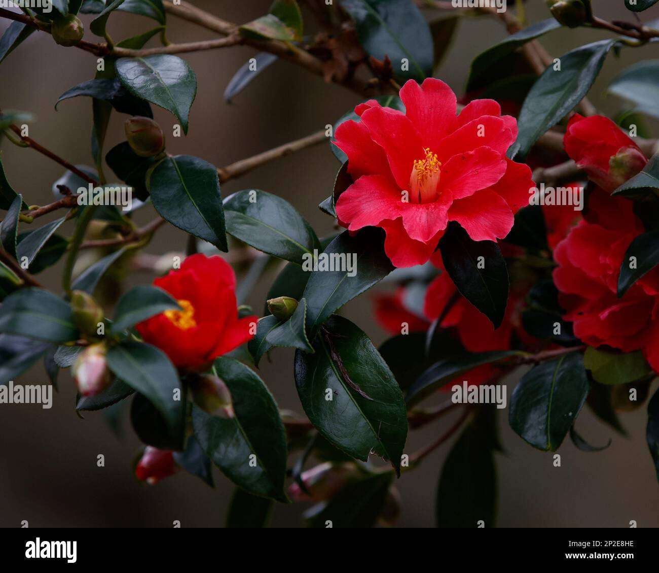 Closeup of the red flowers of the evergreen garden plant Camellia ...