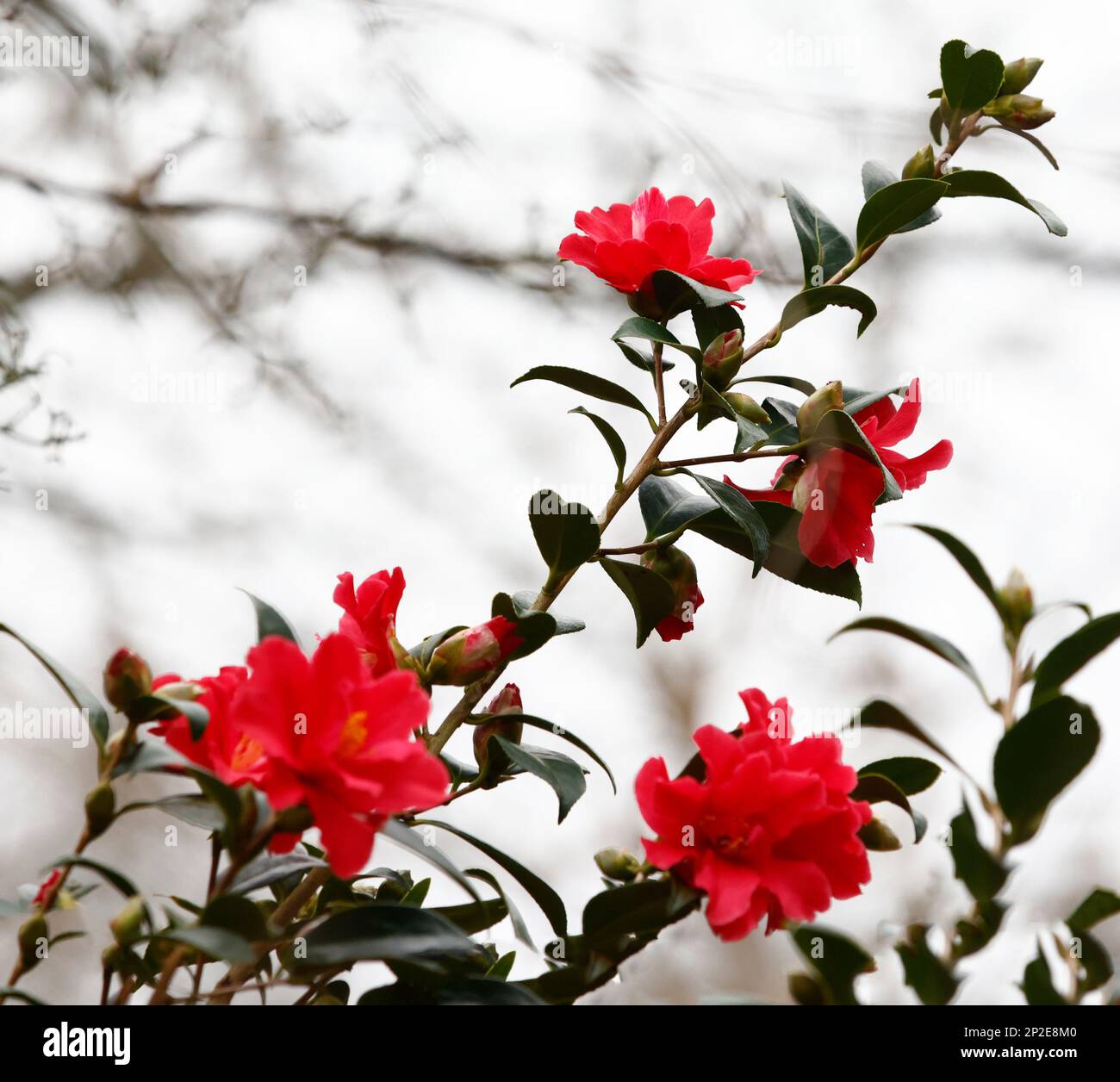Closeup of the red flowers of the evergreen garden plant Camellia ...