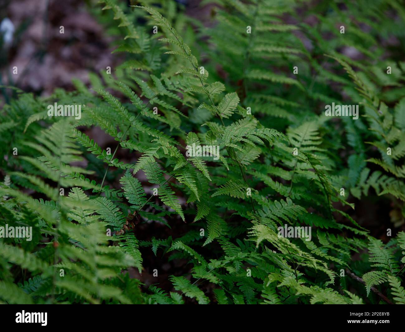 Closeup of the green fronds of the evergreen garden fern Dryopteris ...
