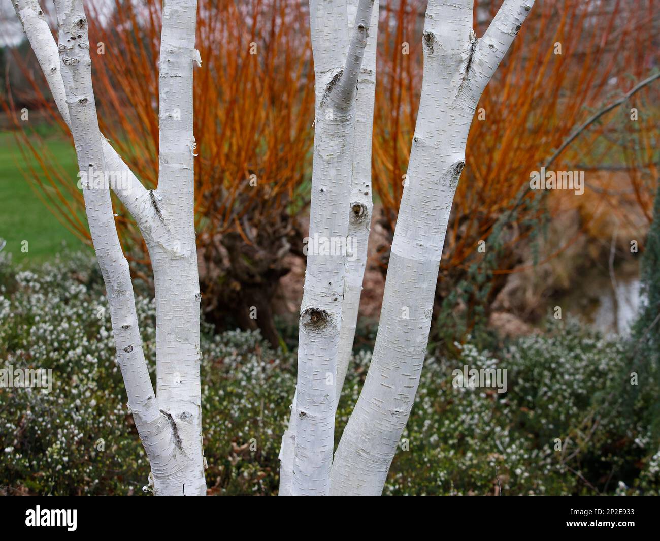 Low maintenance plants for winter hi-res stock photography and images ...