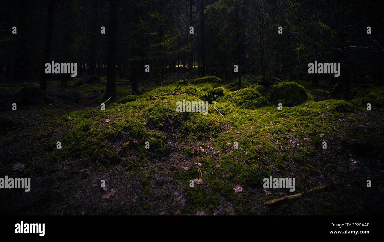 Dark spooky jungle hi-res stock photography and images - Alamy