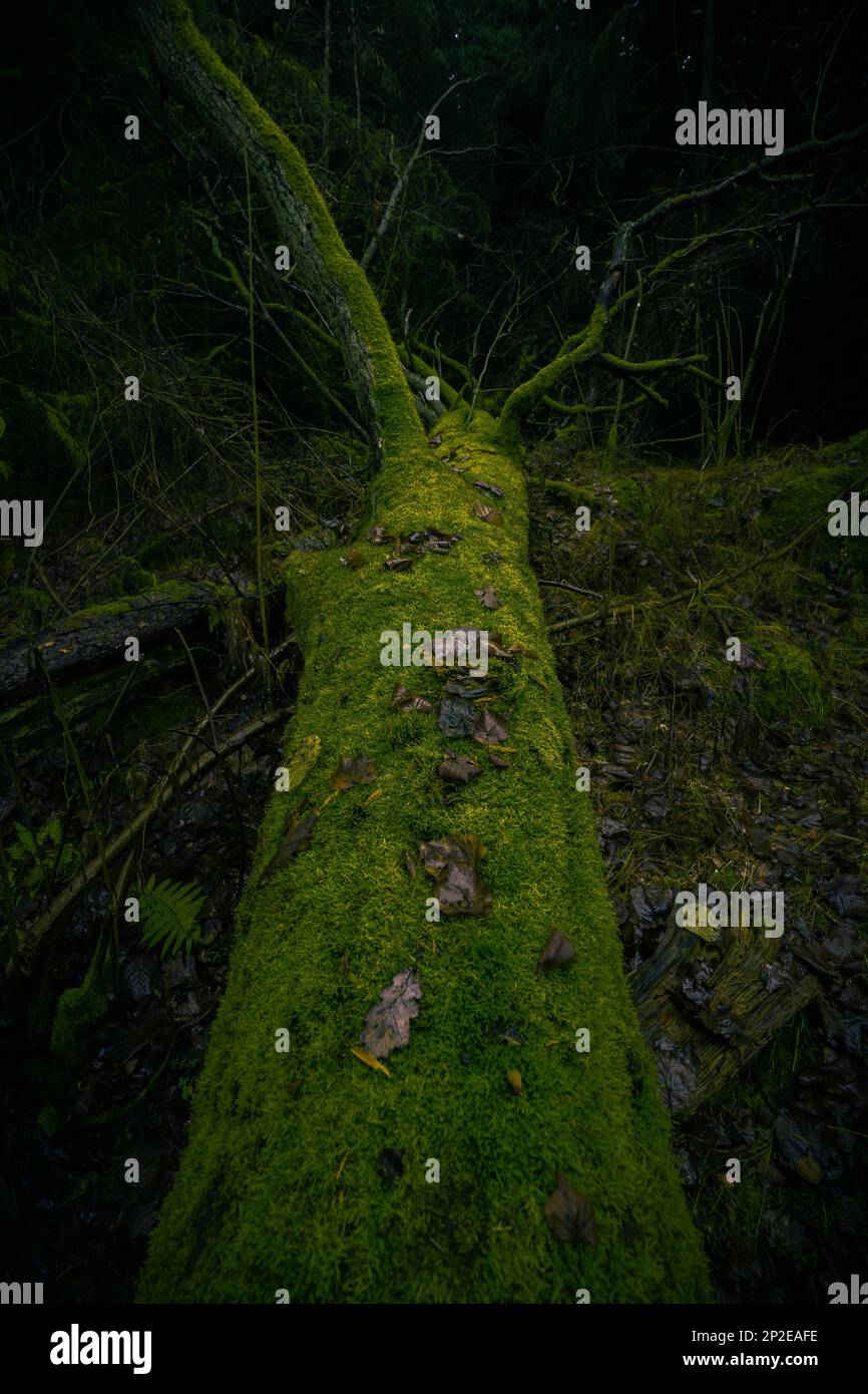 Dark spooky jungle hi-res stock photography and images - Alamy