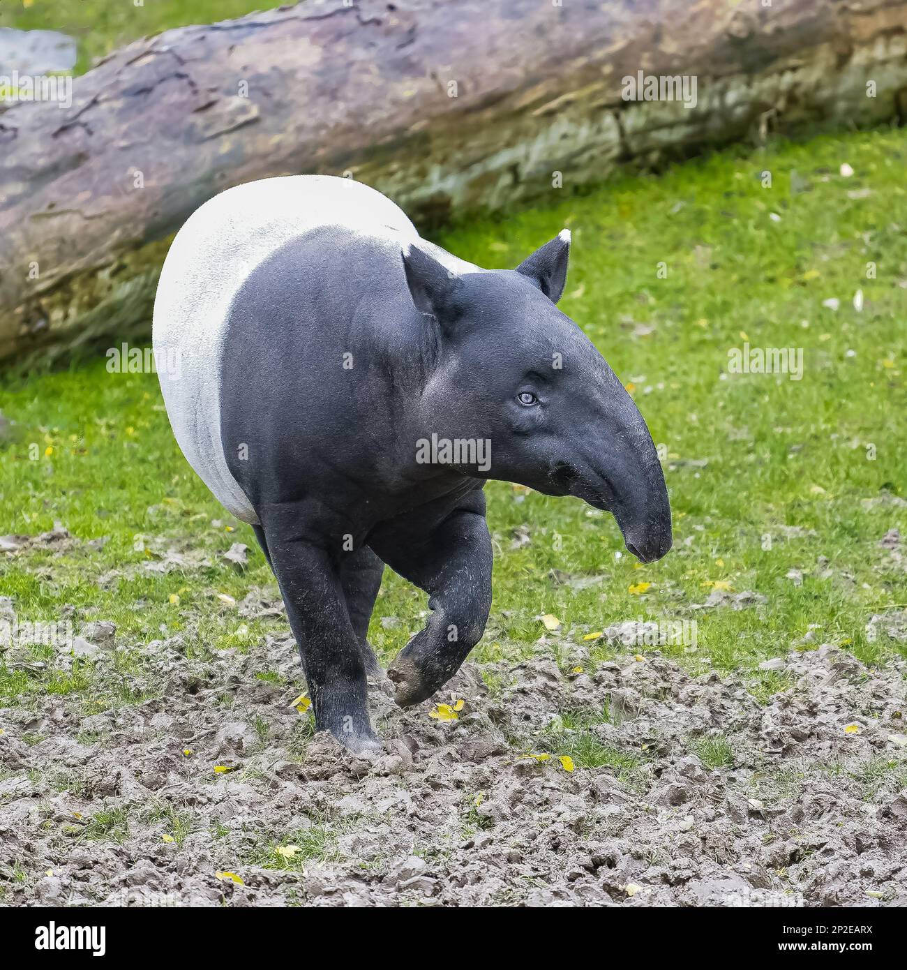 Tapir walking on grass hi-res stock photography and images - Alamy