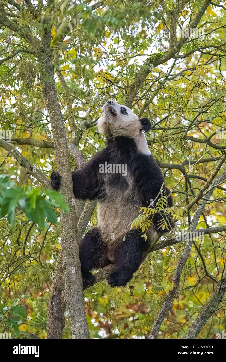 A giant panda climbing in a tree, eating leaves in autumn Stock Photo ...