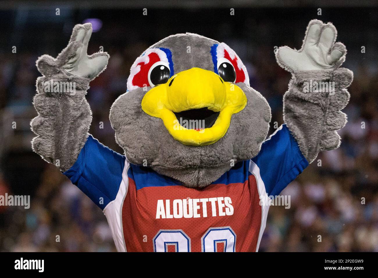 SEP 03, 2015 : Montreal Alouettes' mascot Touche reacts during a CFL ...
