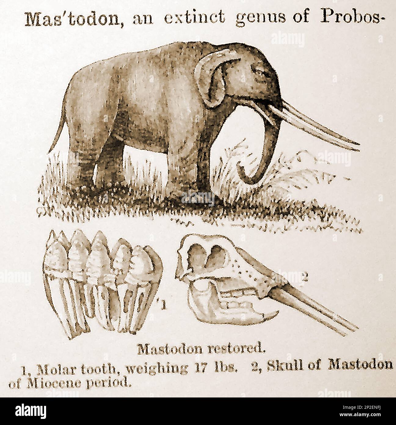 A 19th century illustration of an extinct Mastodon with its skull and ...