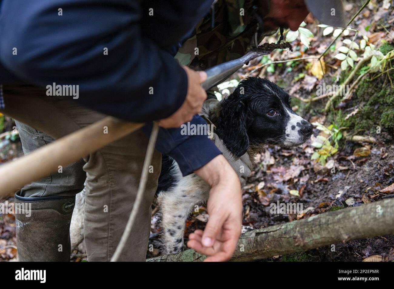 A moment of a white truffle hunt in the woods near Volterra, Tuscany ...
