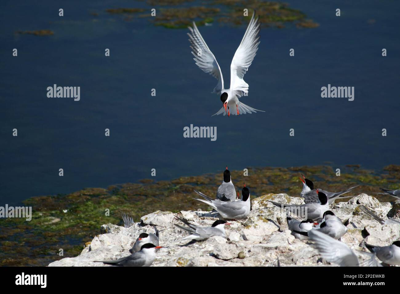 tern catching fish, Common Tern, Sterna hirundo Stock Photo - Alamy