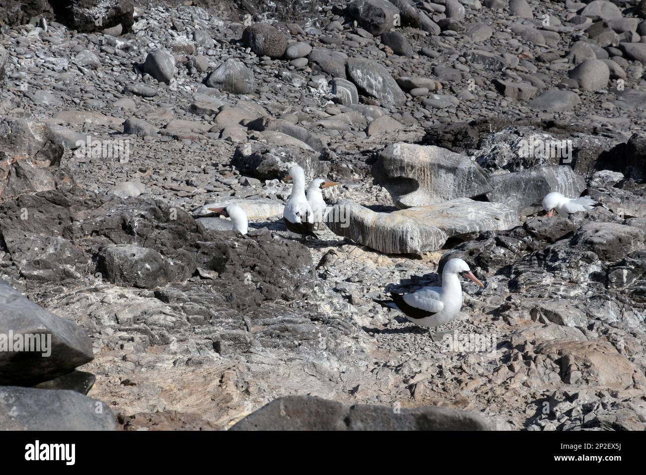 Masked Booby or even Nazca Booby, Galapagos Island, Ecuador, South ...