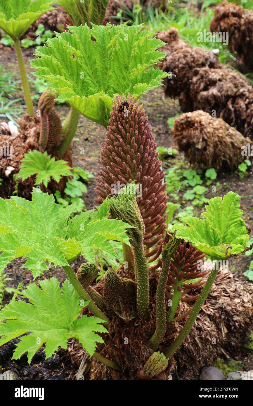Gunnera manicata, Mammoth leaf, in a garden of Dunvegan Castle on the ...