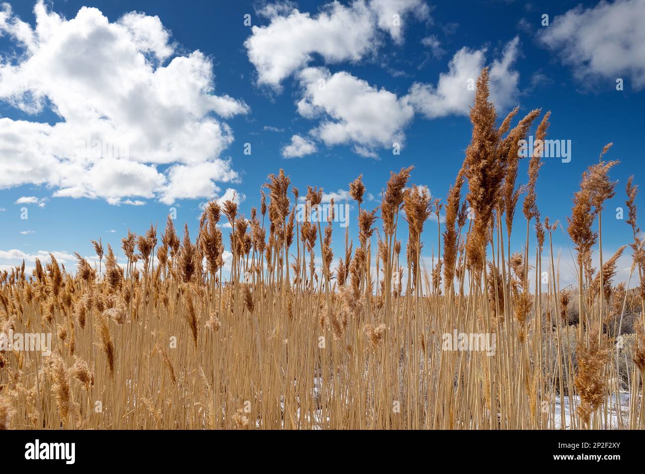 February 28, 2023: Cattail reeds along the receding shoreline of the ...
