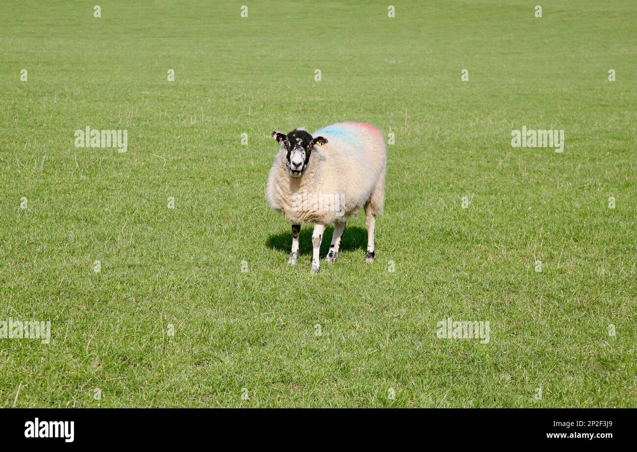 A handsome looking sheep on Pendle Hill, Lancashire, United Kingdom ...