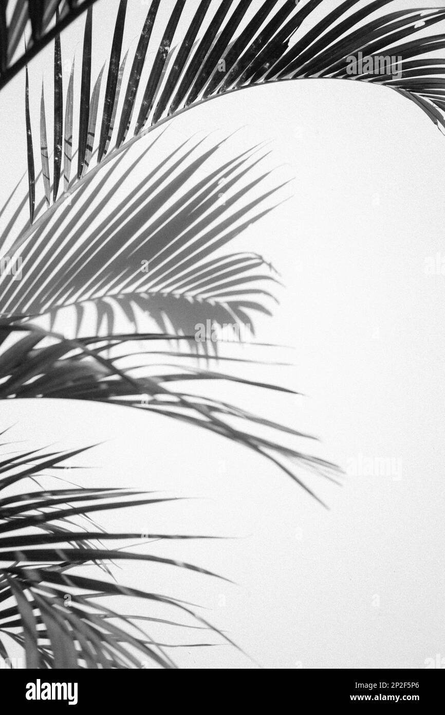 Palm tree shadows on the wall, design element with copy space Stock ...