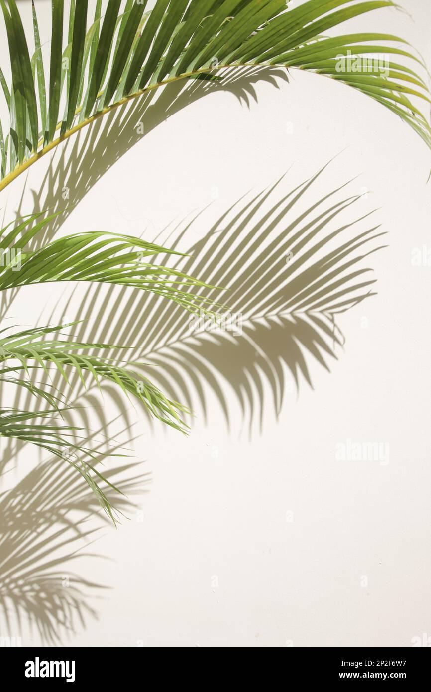 Palm tree shadows on the wall, design element with copy space Stock ...