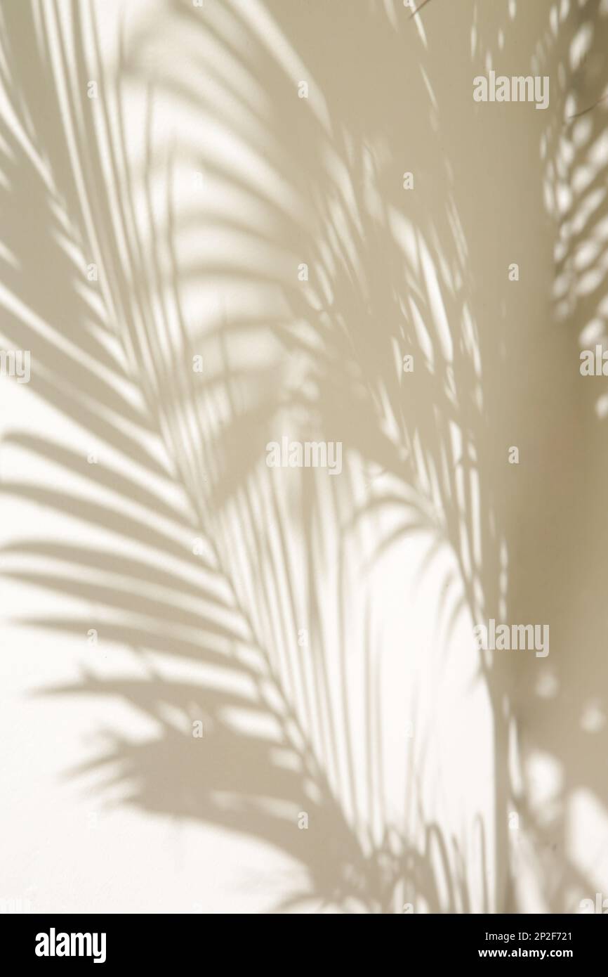 Palm tree shadows on the wall, design element with copy space Stock ...