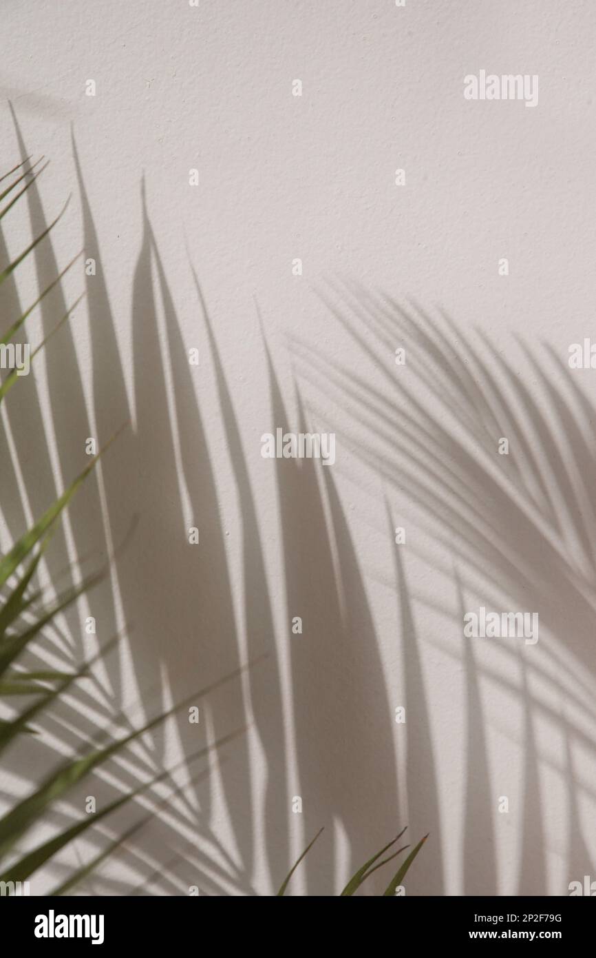 Palm tree shadows on the wall, design element with copy space Stock ...