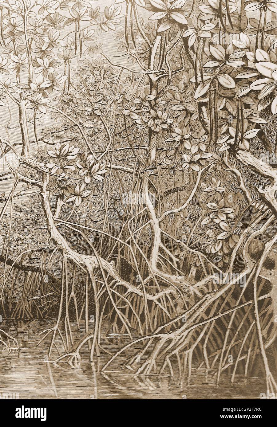 A 19th century illustration showing how salt-tolerant mangroves in mud ...