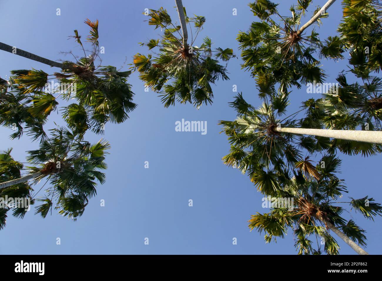 Tall palm trees with clear blue sky in background Stock Photo - Alamy