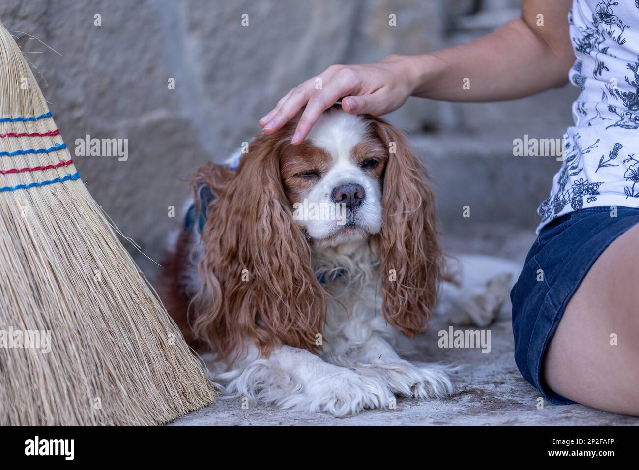 Female hand patting dog head. Adult Blenheim cavalier king charles ...