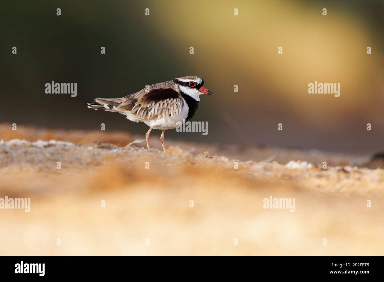 Black-fronted Dotterel - Elseyornis melanops small plover wader in the ...
