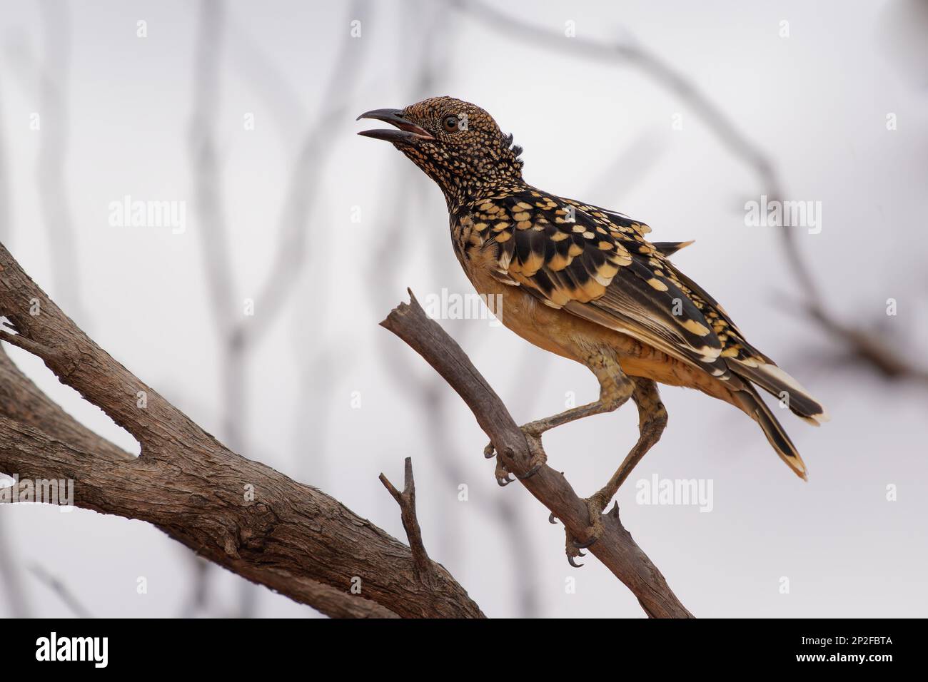Western Bowerbird - Chlamydera guttata endemic bird of Australia in ...