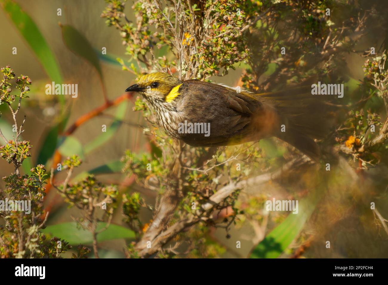 Yellow-plumed Honeyeater - Ptilotula ornata endemic bird to Australia ...