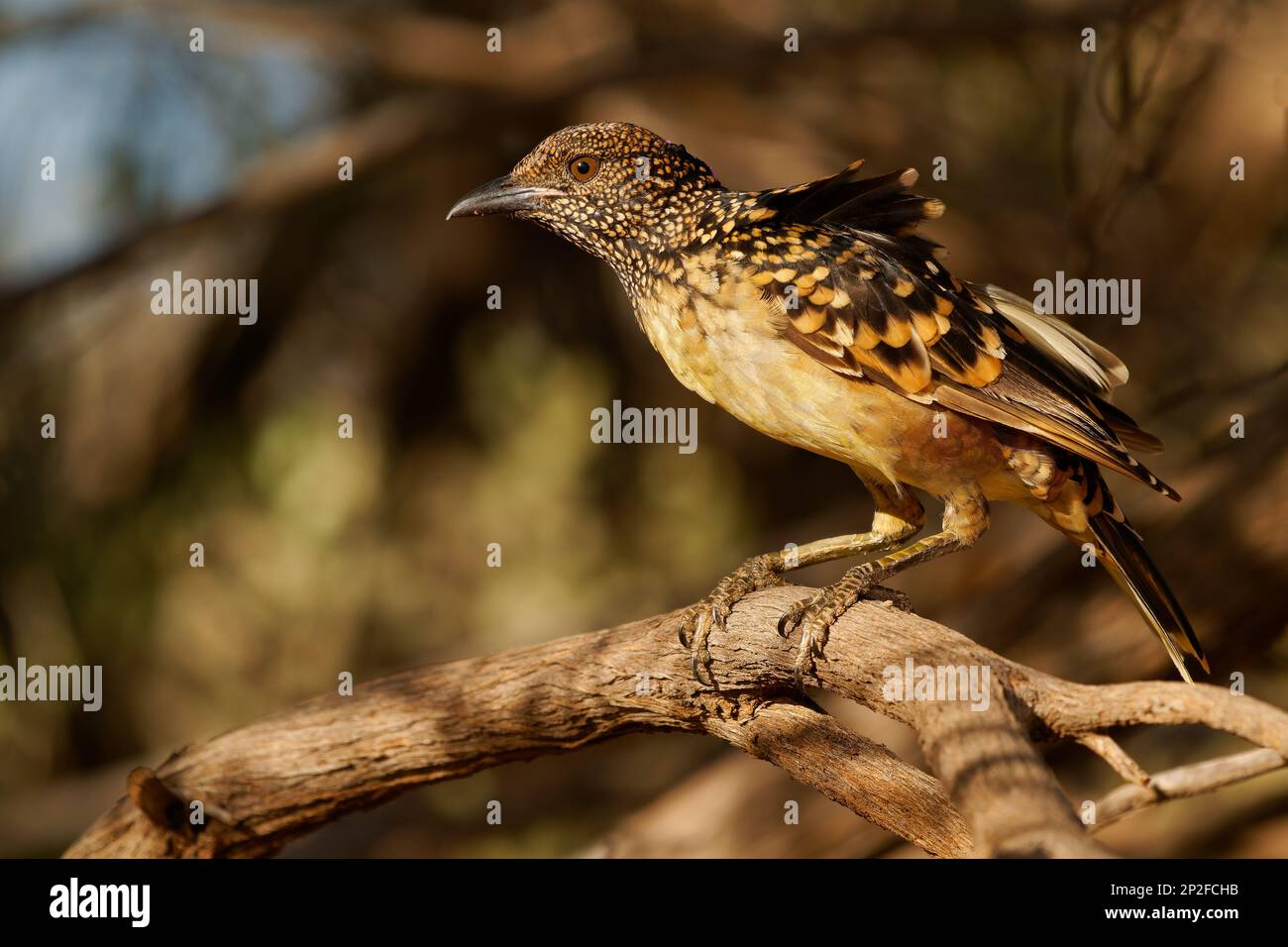 Bower birds hi-res stock photography and images - Alamy