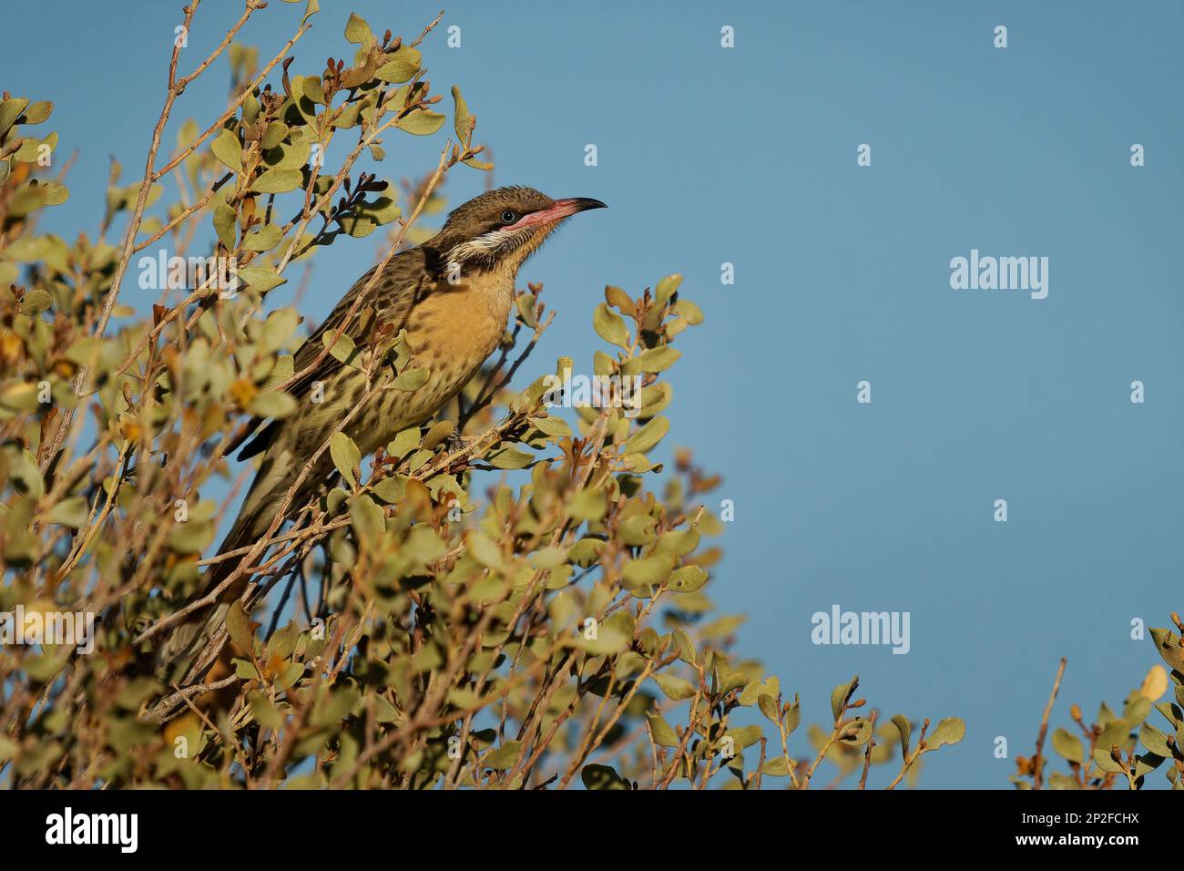 Spiny-cheeked Honeyeater - Acanthagenys rufogularis frugivorous bird ...