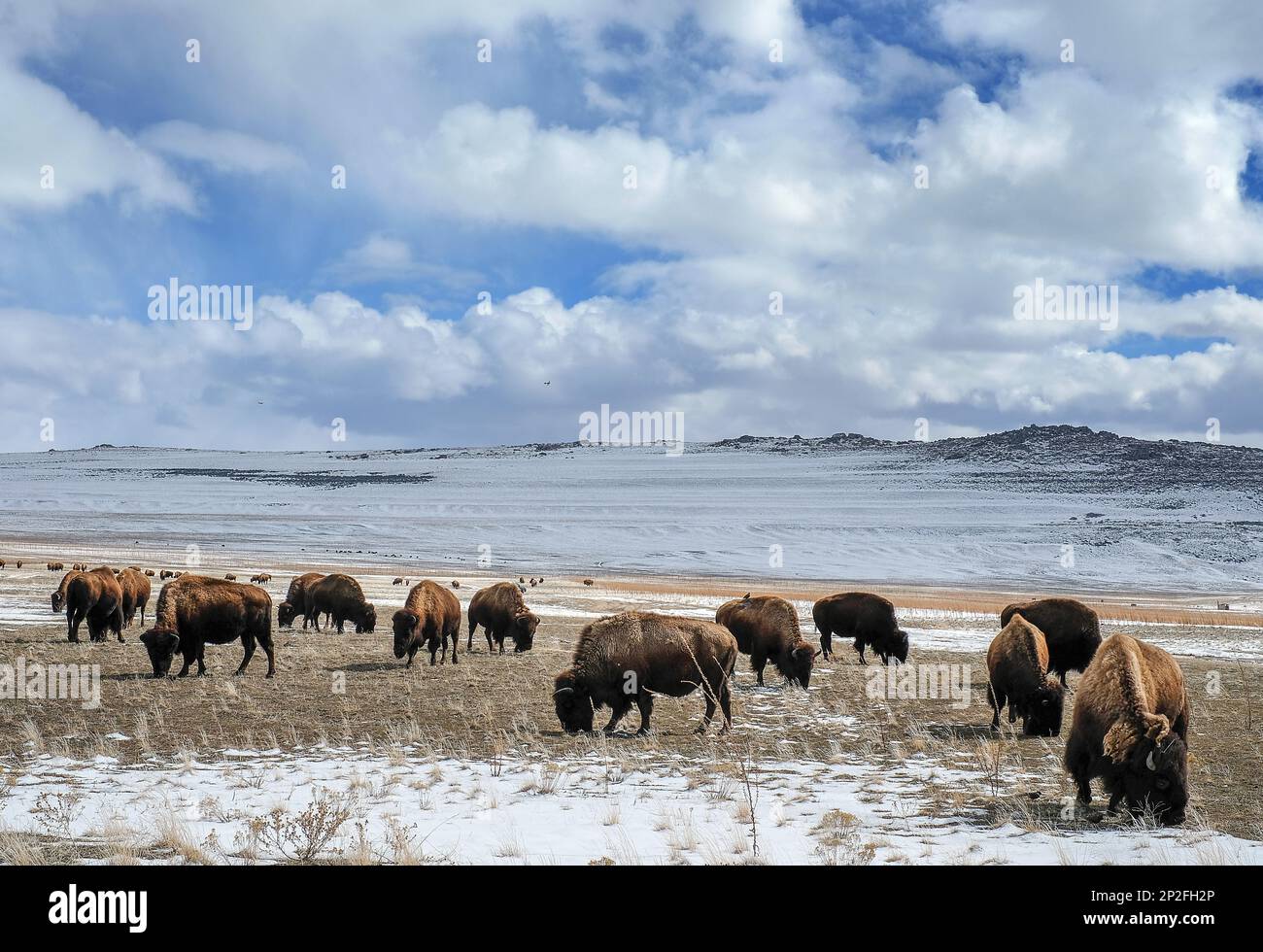 February 28, 2023: A resident herd of bison are among Antelope Island's ...